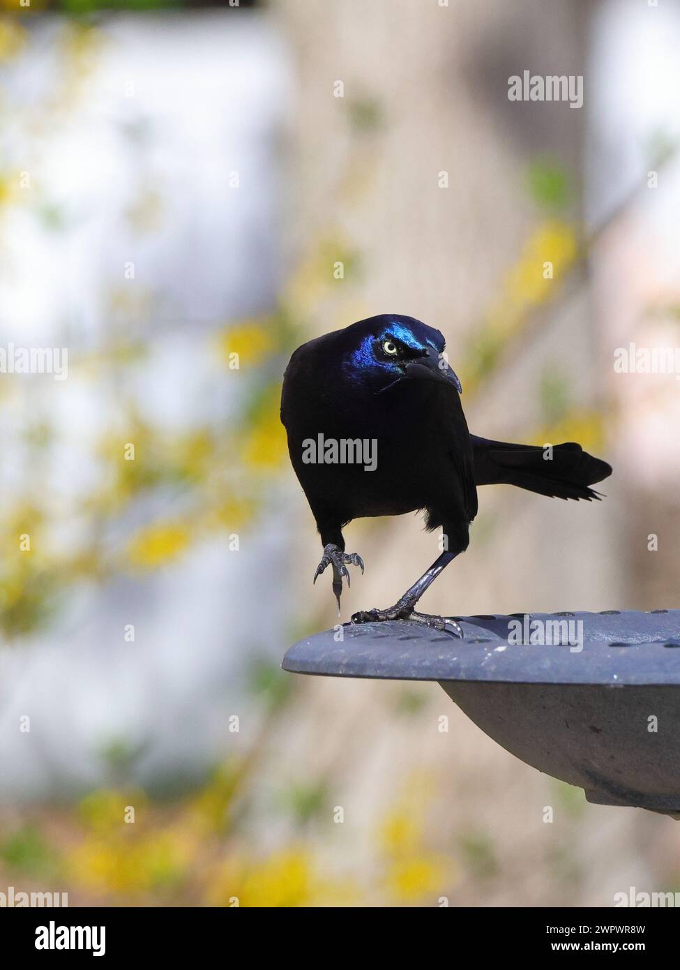 Black bird with a blue chest perched on a bird bath, making eye contact ...