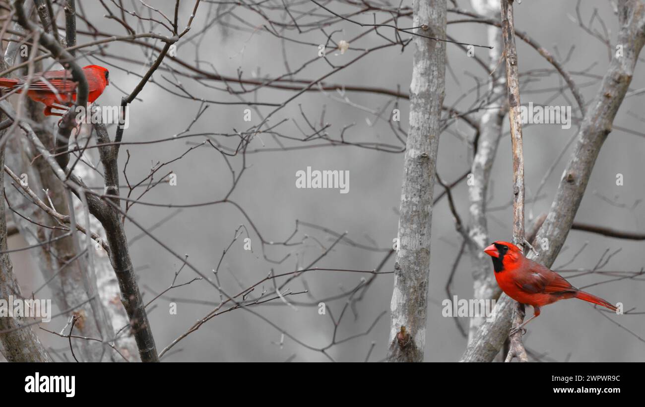 Birds singing in the forest hi-res stock photography and images - Alamy