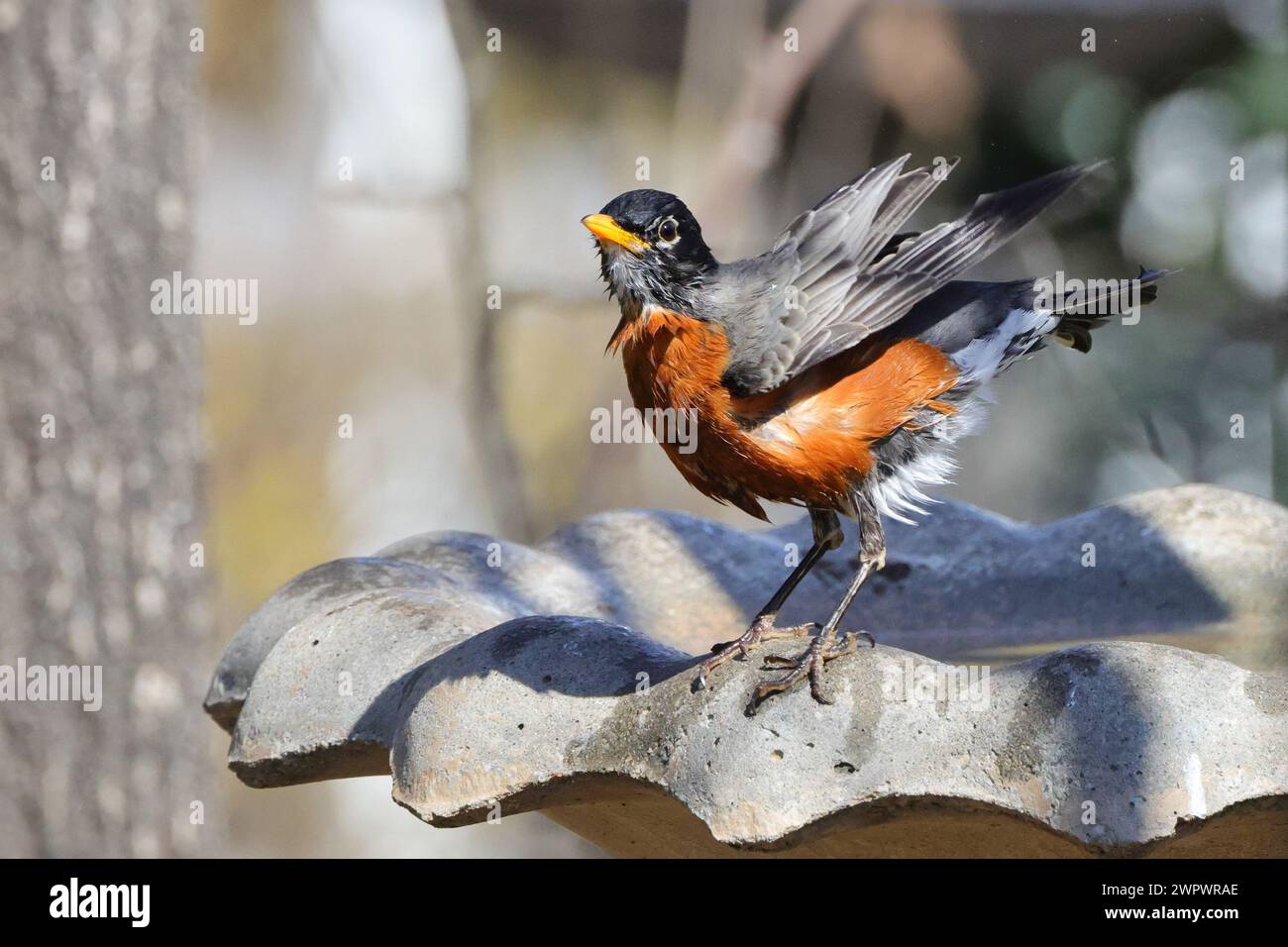 Concrete perch hi-res stock photography and images - Alamy