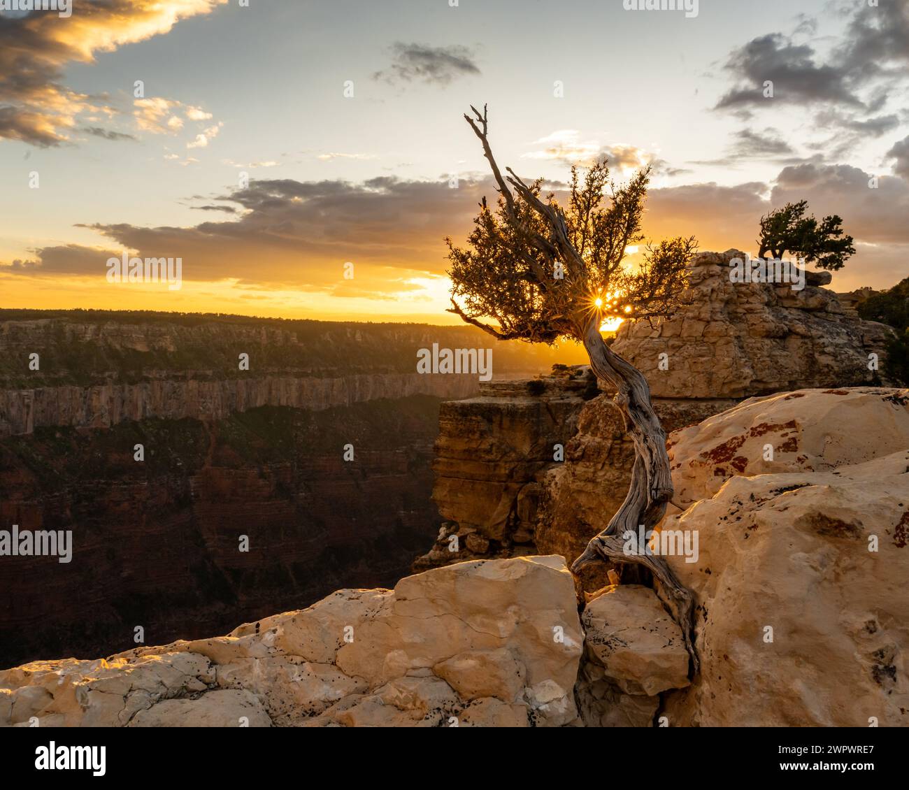 Small Sun Burst Breaks Through Gnarly Tree At Bright Angel Point On The ...