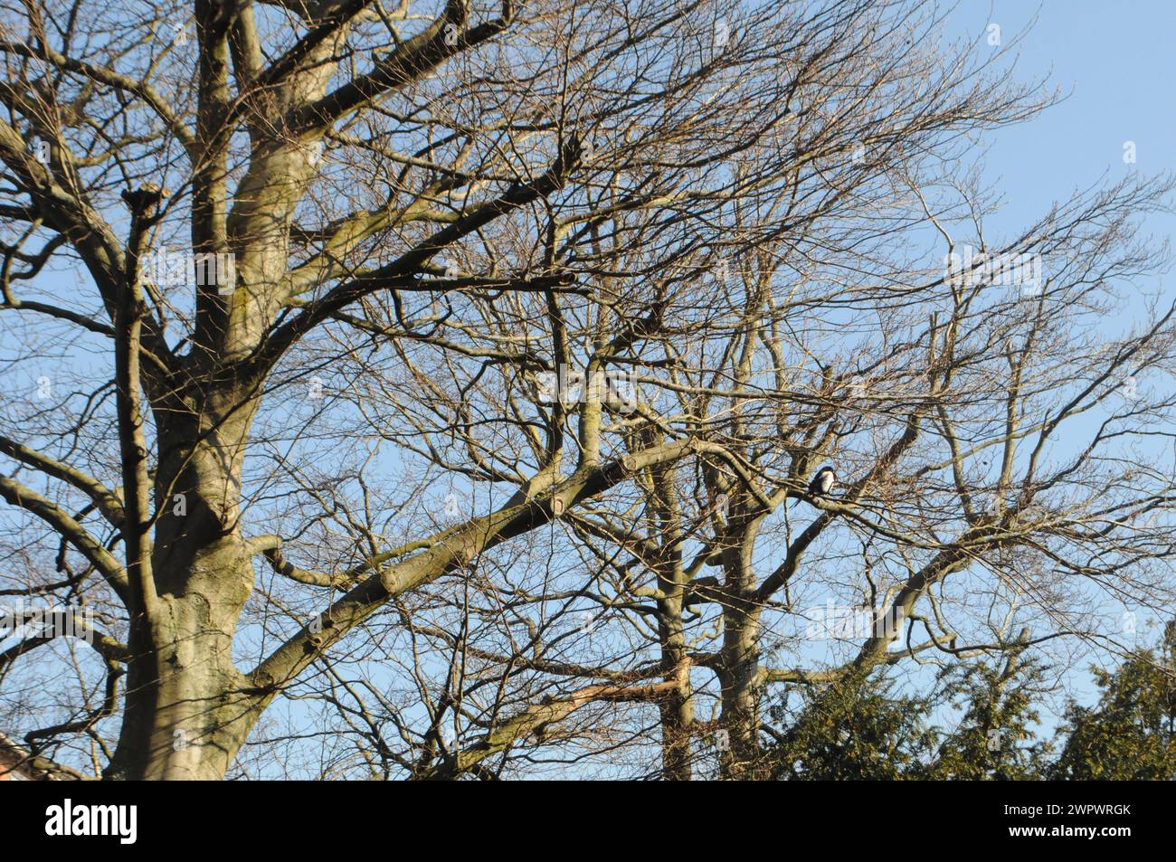 Kastrup/Copenhgen/ Denmark /09 March 2024/. Weather clear blue sky over ...