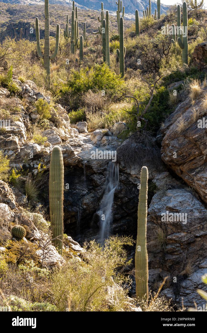 Small Waterfall Flows Through The Desert of Saguaro National Park Stock ...