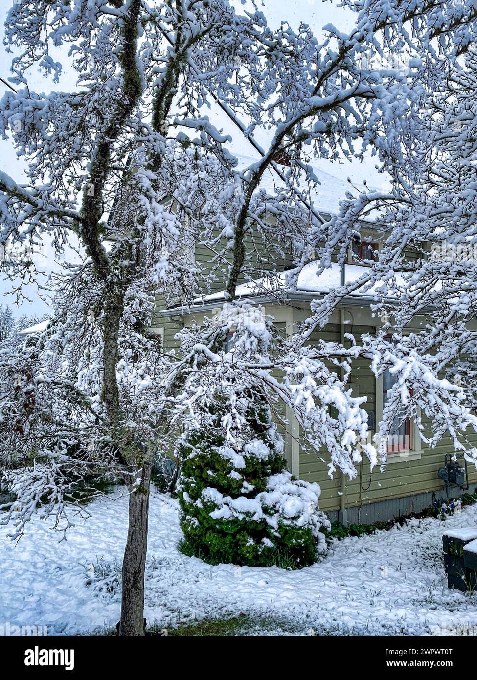 A morning snowfall in Oregon, USA Stock Photo - Alamy
