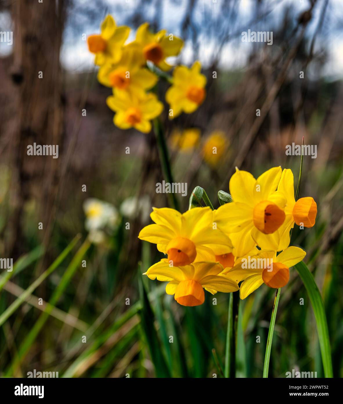 A cluster of vibrant yellow daffodils blooming in a meadow Stock Photo ...