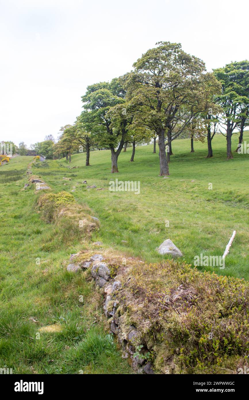Looking along the remains of the Turf and stone wall of Antoine’s Wall ...