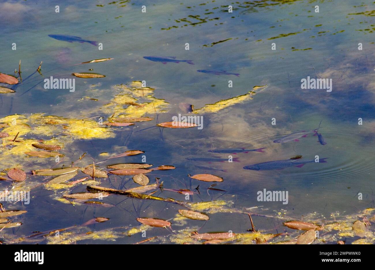 Swimming Freshwater fish, photographed in the Caerlaverock National ...