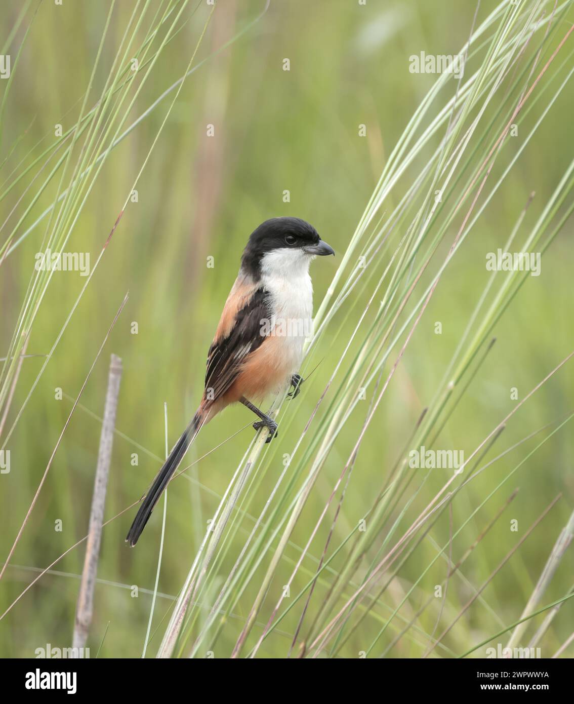 long-tailed shrike or rufous-backed shrike is a member of the bird ...