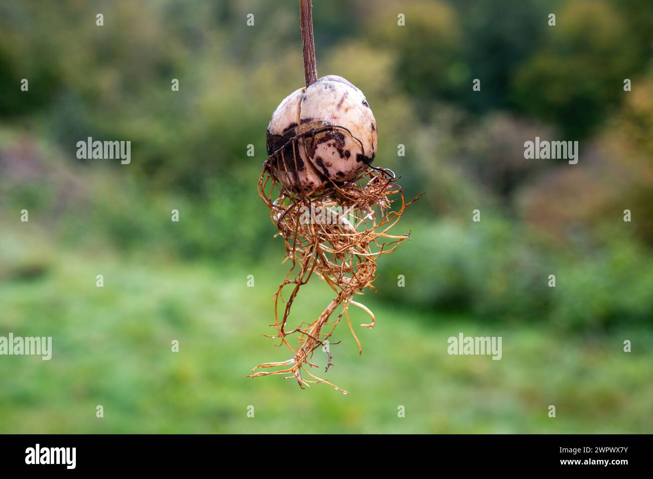 Avocado (Persea americana) core with roots against a green background ...