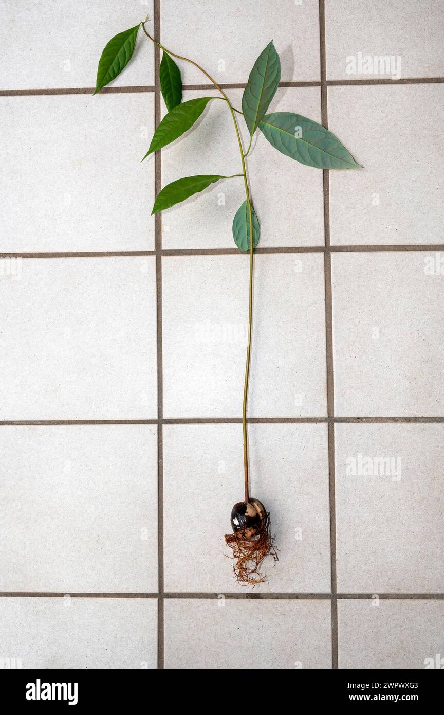 Avocado (Persea americana) core with roots and green leaves lies on ...