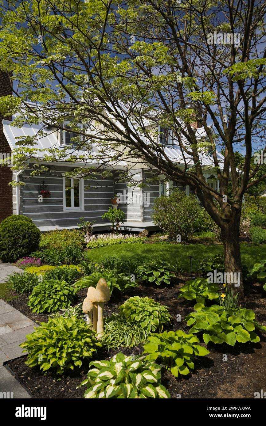 Amur maackia maackia amurensis hi-res stock photography and images - Alamy