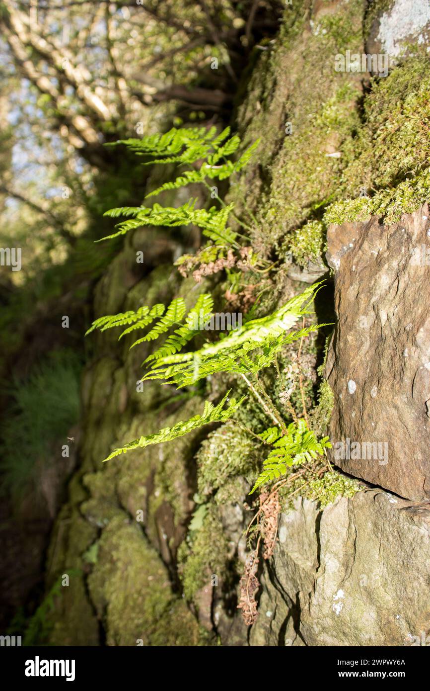 Epiphytic ferns hi-res stock photography and images - Alamy