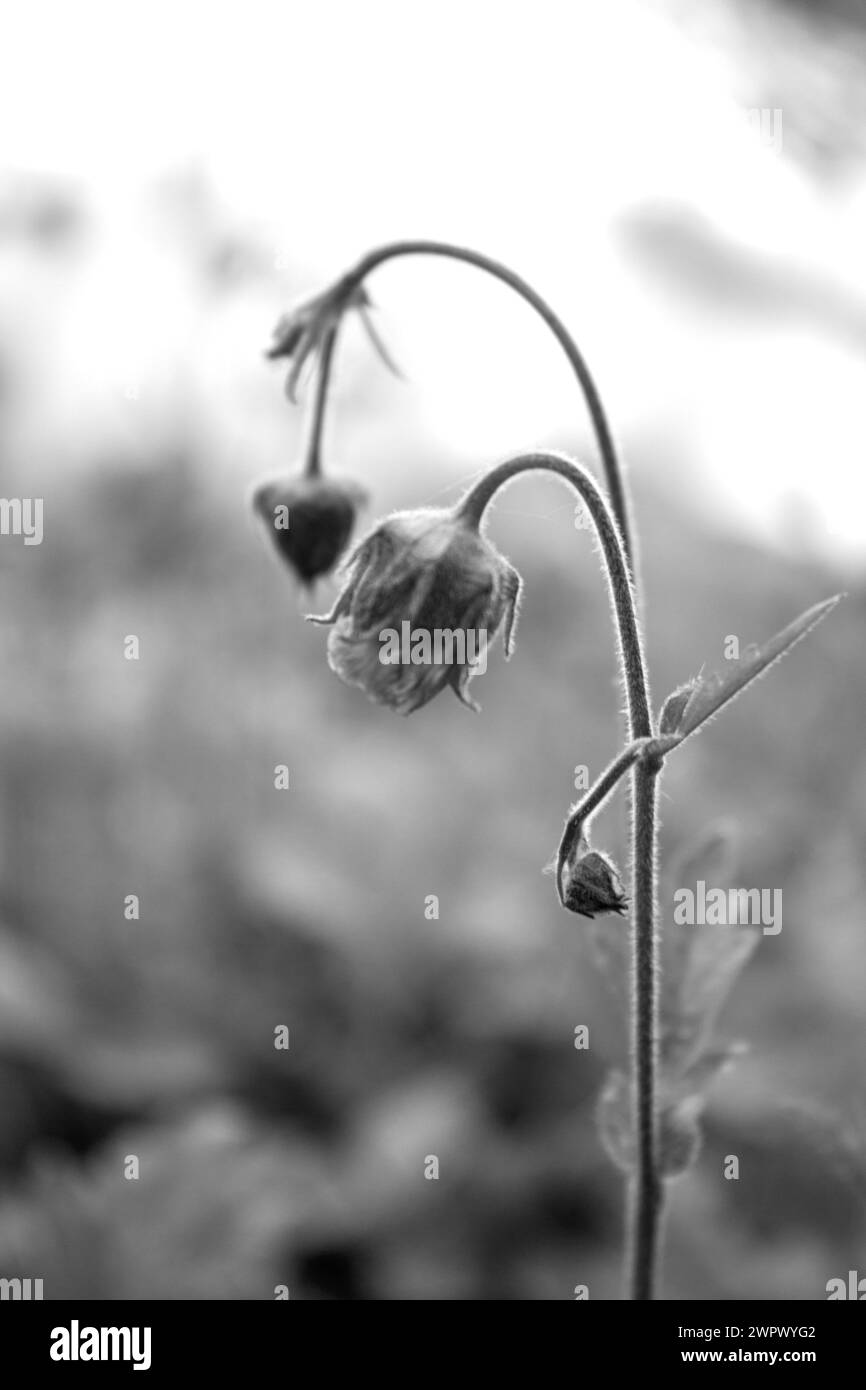 Flower bud of a single wildflower in Black and White Stock Photo - Alamy