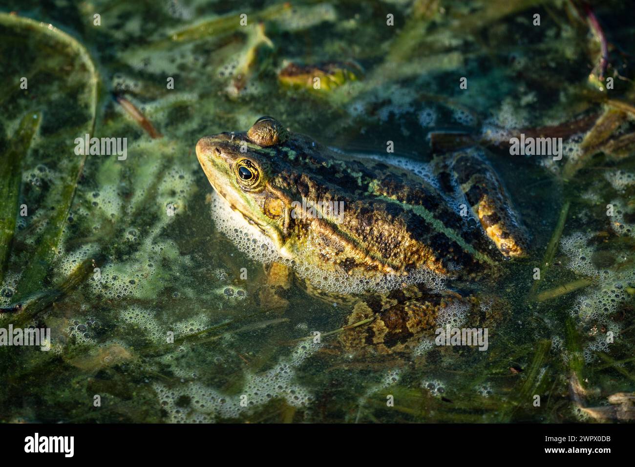 Frogs life cycle hi-res stock photography and images - Alamy