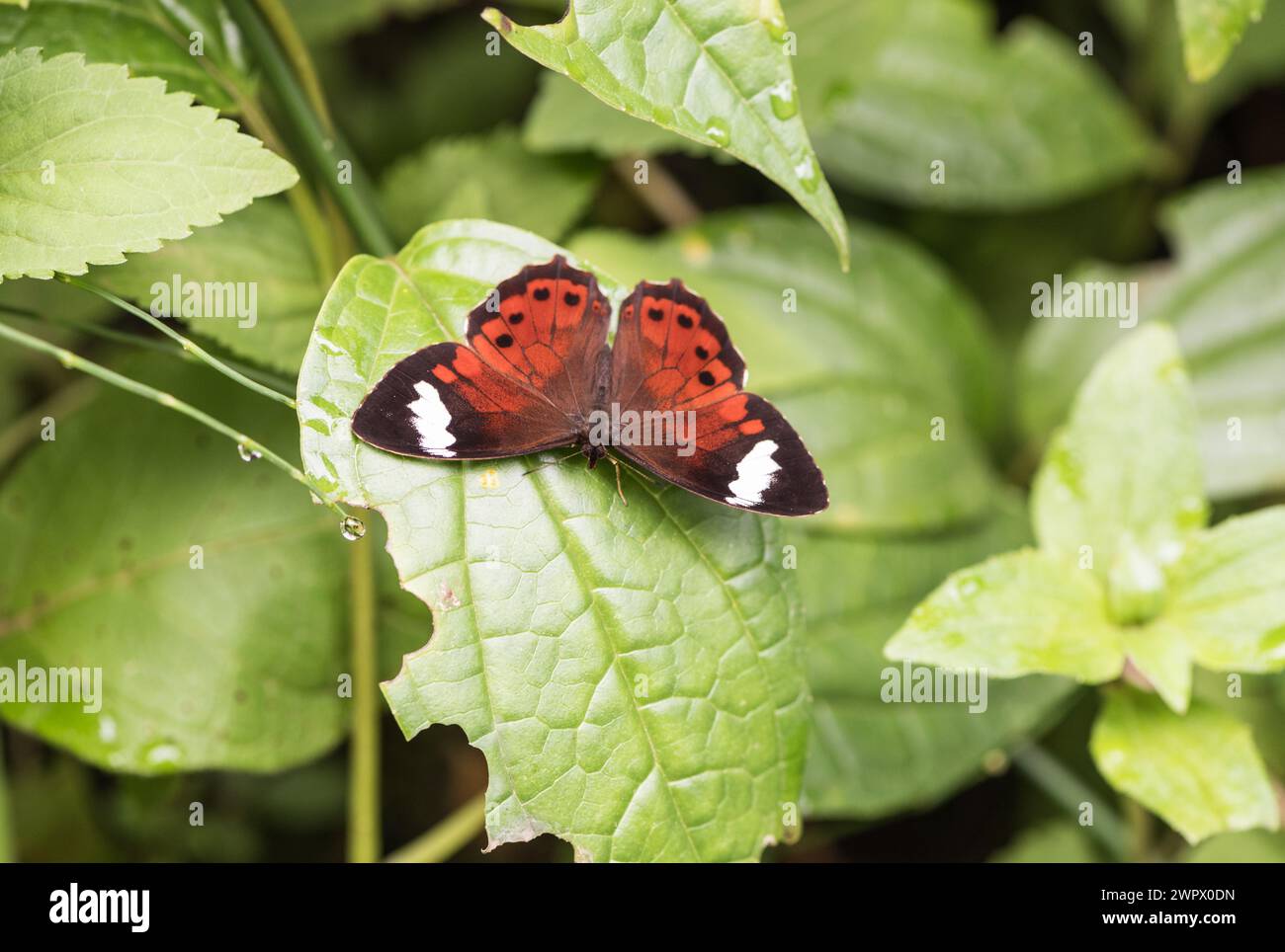 White banded lasio hi-res stock photography and images - Alamy