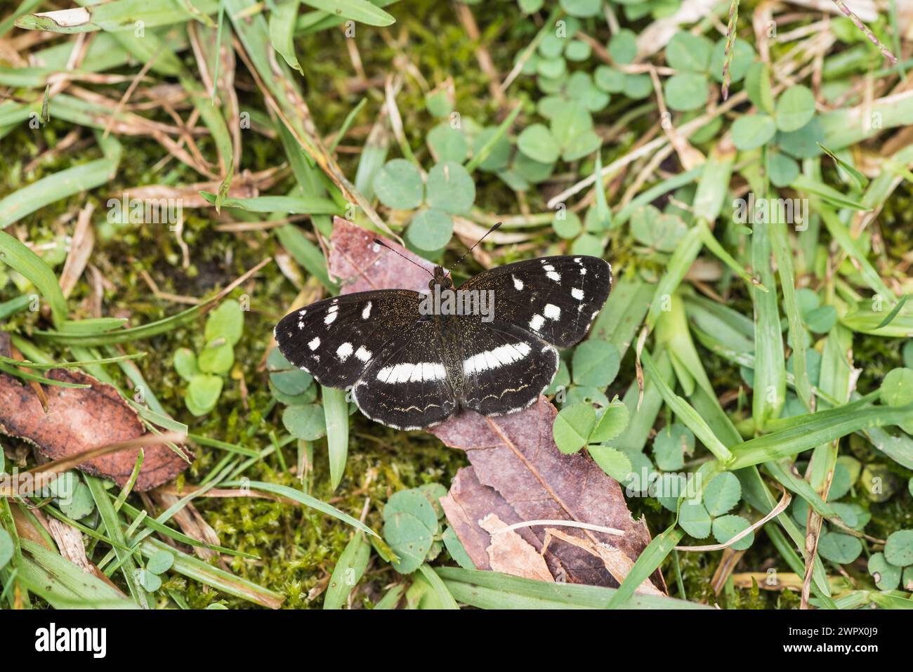 Resting Three-spotted Crescent (Eresia polina) in Rio Blanco, Colombia ...