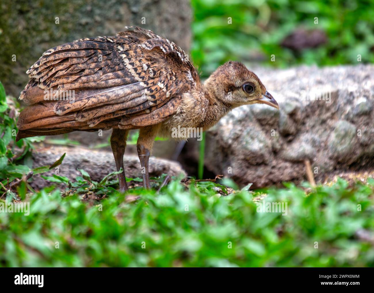 Indian peafowl baby hi-res stock photography and images - Alamy