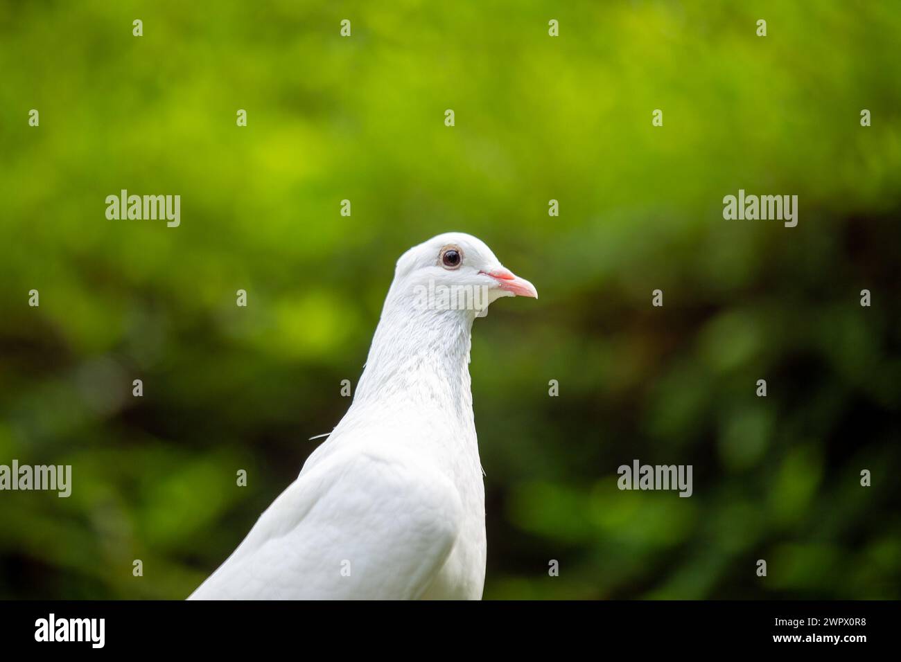 Domestic setting hi-res stock photography and images - Alamy