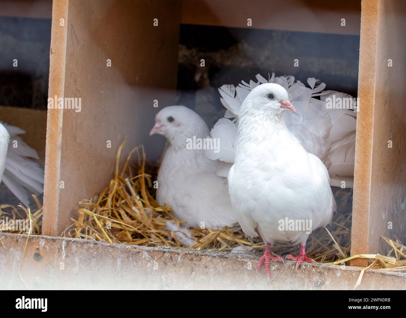 Cumulet pigeon hi-res stock photography and images - Alamy