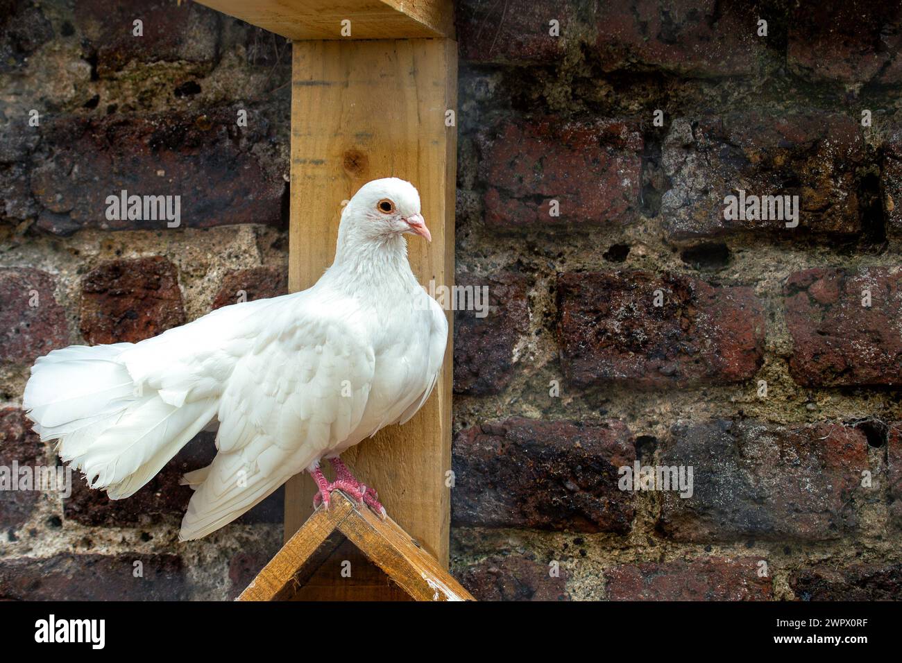 Domestic setting hi-res stock photography and images - Alamy