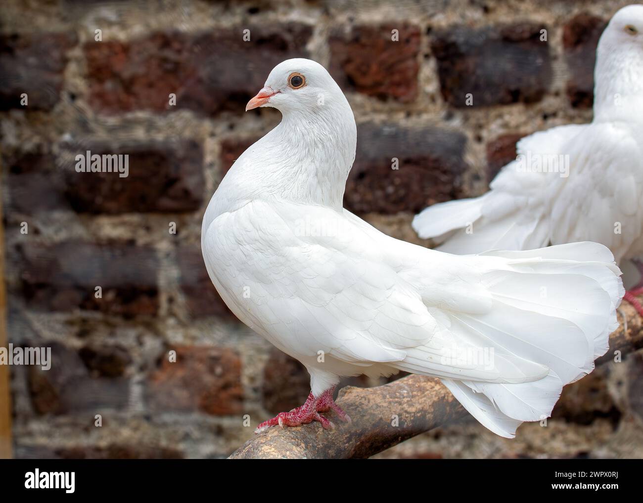 Domestic setting hi-res stock photography and images - Alamy