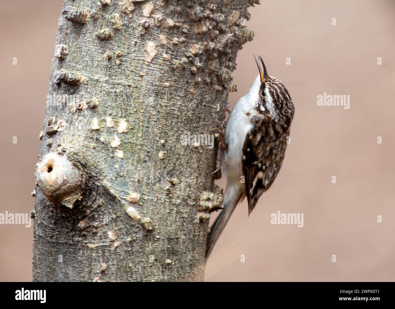 A secretive brown creeper forages on tree trunks in a North American ...