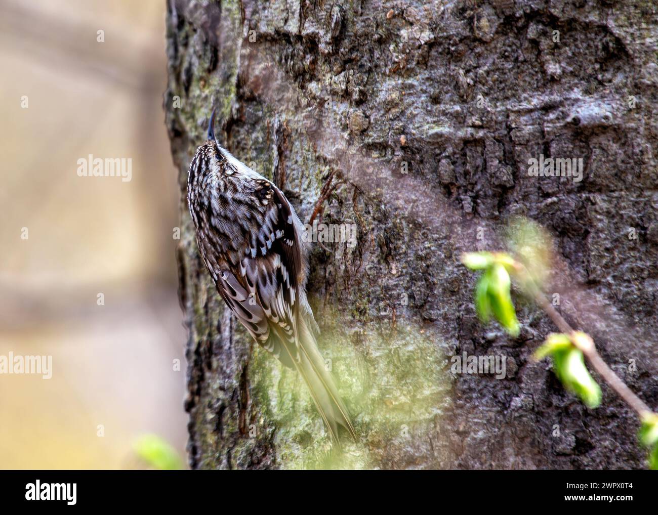 American tree creeper hi-res stock photography and images - Alamy