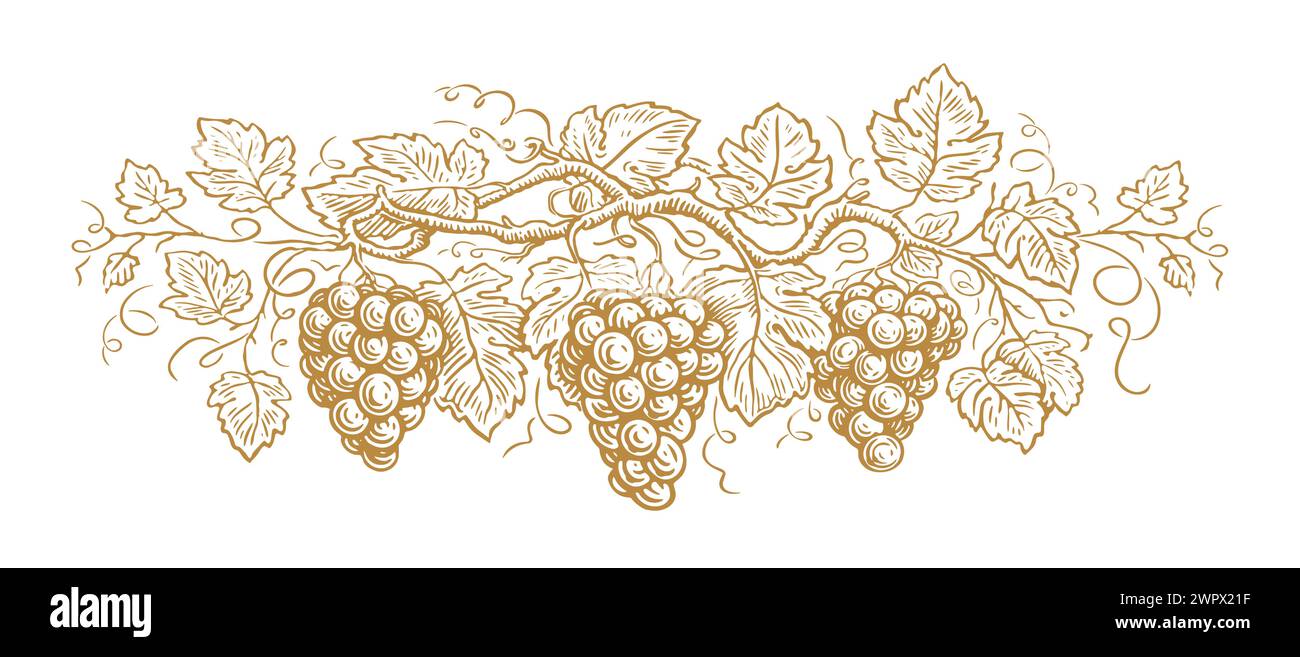 Hand drawn grapes and leaves. Sketch of grapevine vector illustration ...