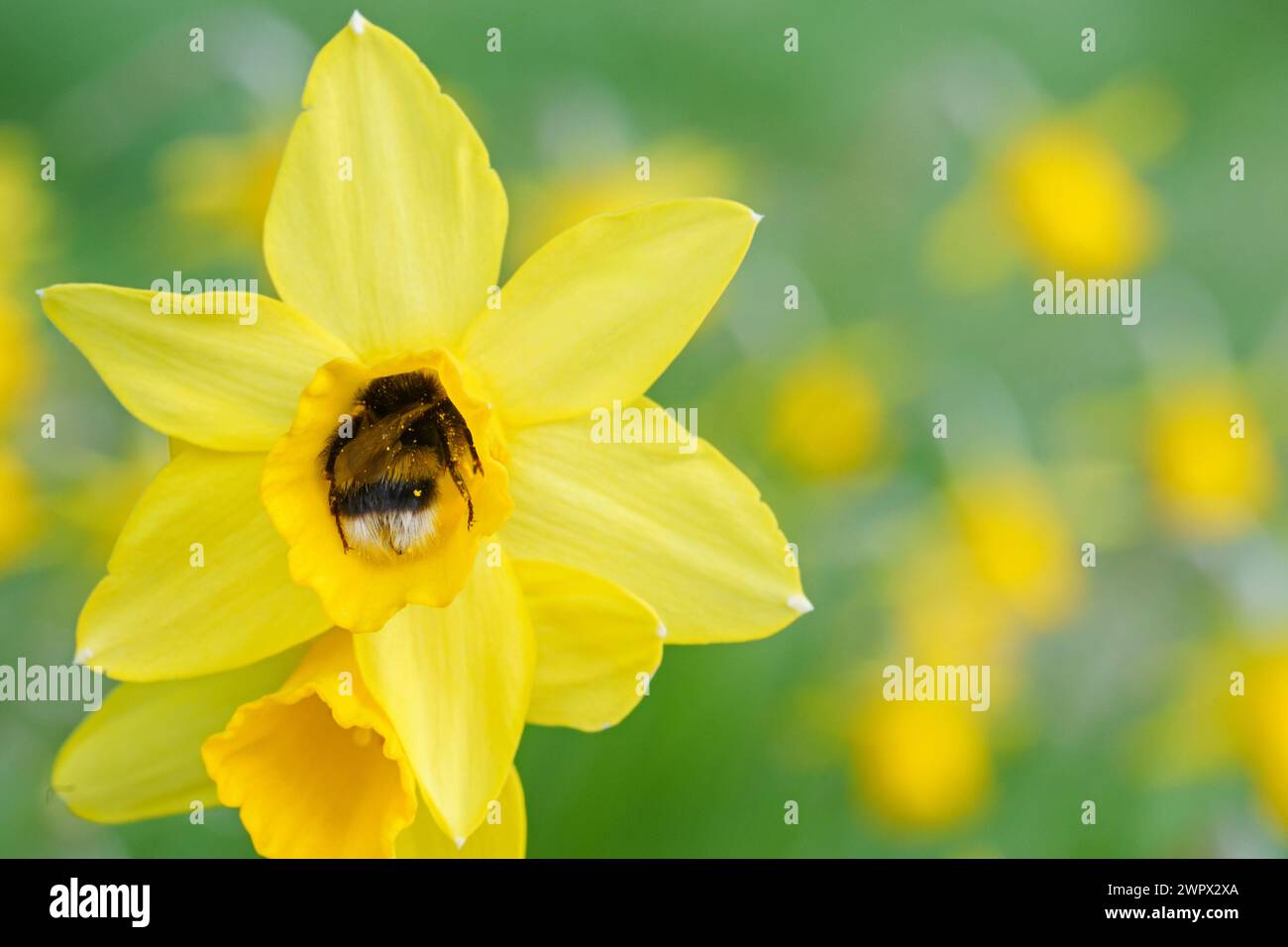 Bee flower daffodil hi-res stock photography and images - Alamy