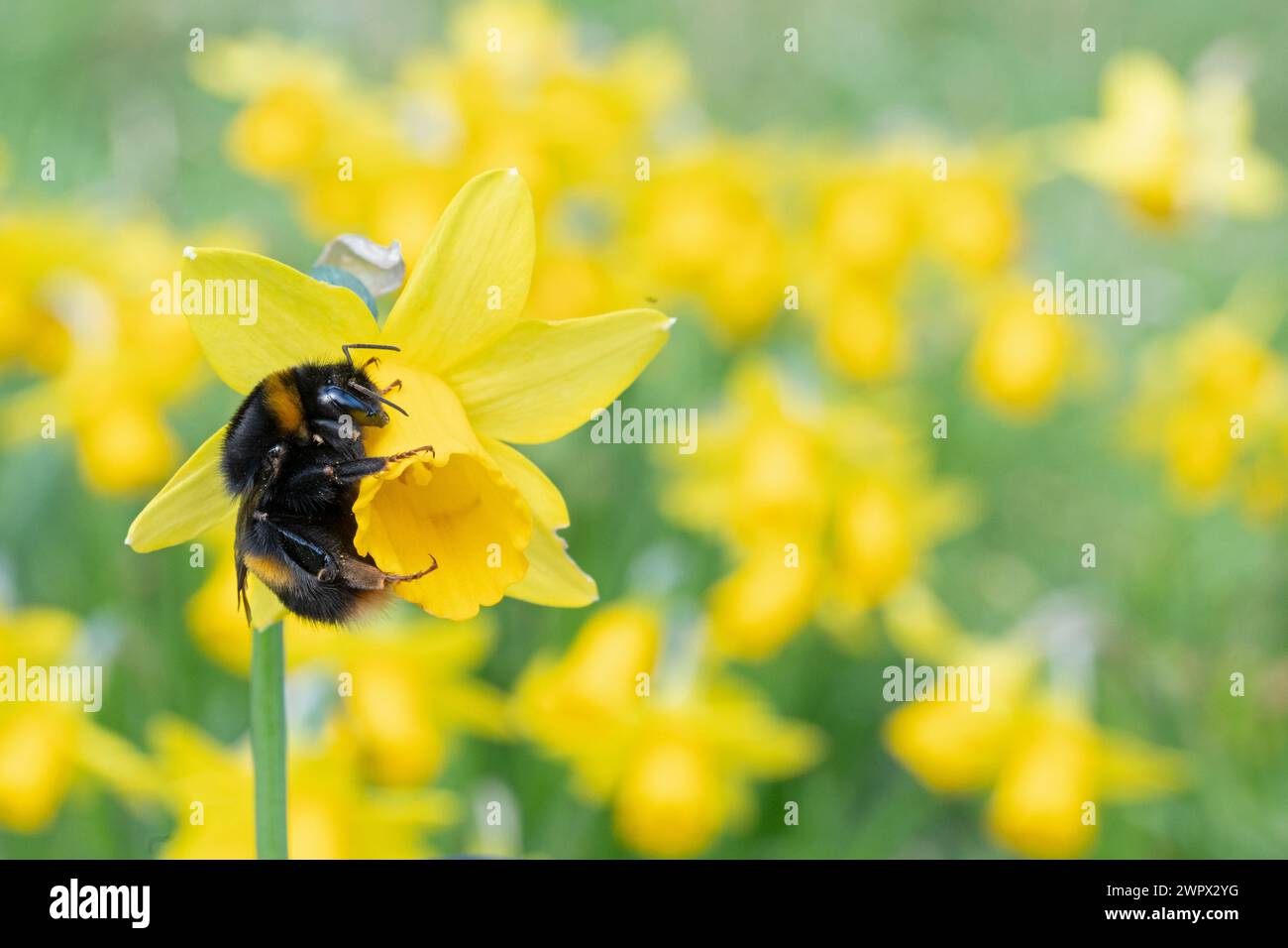 Bee flower daffodil hi-res stock photography and images - Alamy