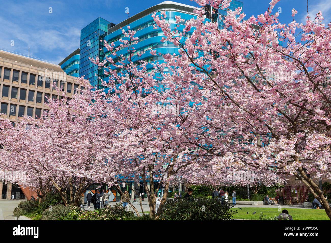 Aldgate Square, London, UK. 9th Mar 2024. Beautiful cherry blossom ...