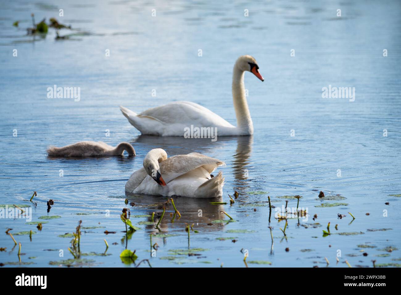 Baby Swan Pen