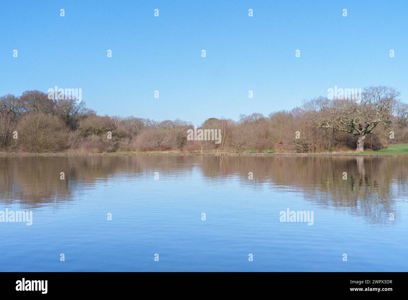 Boating Lake on Southampton Common Stock Photo - Alamy