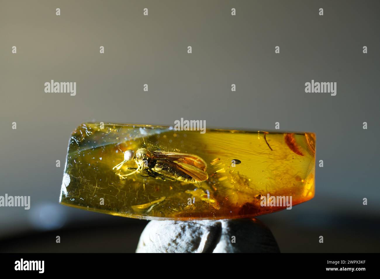 Amber with insect inside hi-res stock photography and images - Alamy