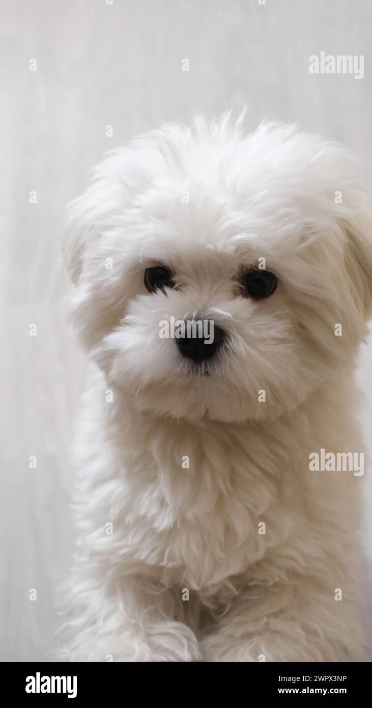 Maltese boy hi-res stock photography and images - Alamy