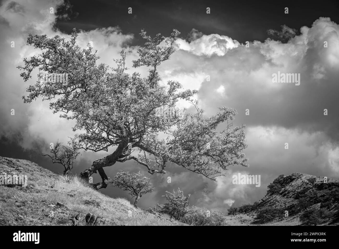 White thorn tree hi-res stock photography and images - Alamy