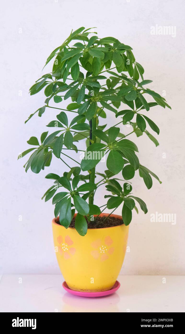Schefflera arboricola tree in a yellow pot Stock Photo - Alamy