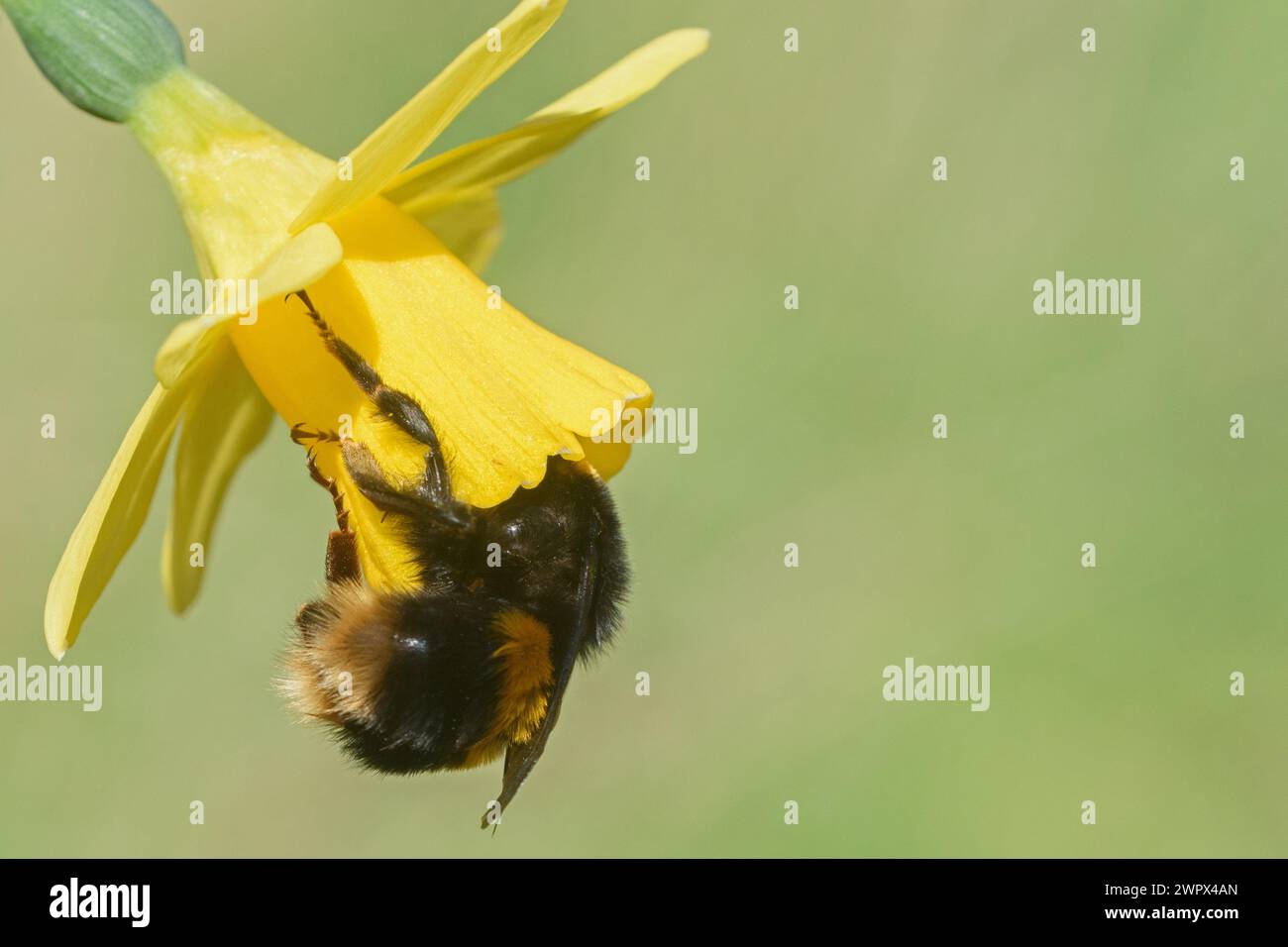 Bee daffodil flower hi-res stock photography and images - Alamy