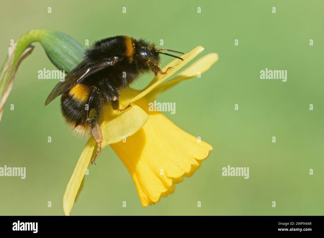Bee flower daffodil hi-res stock photography and images - Alamy