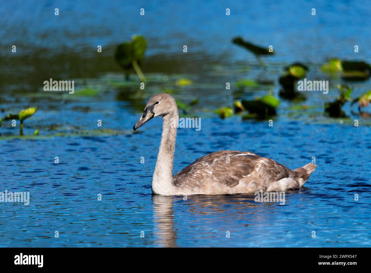 Lonely cygnet swinming and feeding in the dark blue water of wild lake ...