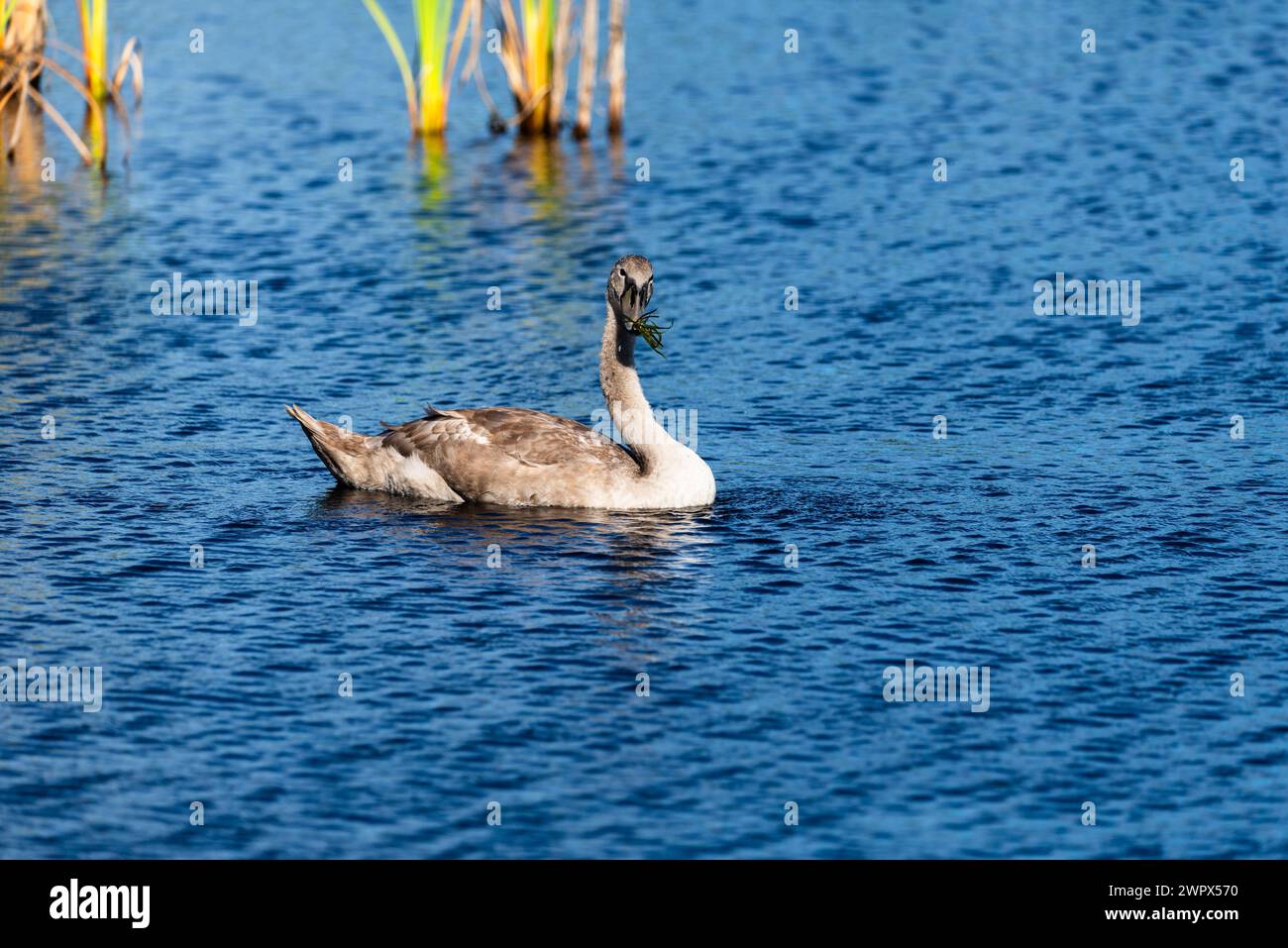 Lonely cygnet swinming and feeding in the dark blue water of wild lake ...