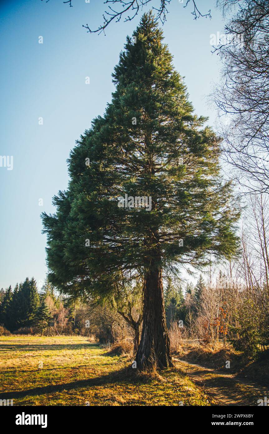 Evergreen tree, Waldviertel, Austria Stock Photo - Alamy