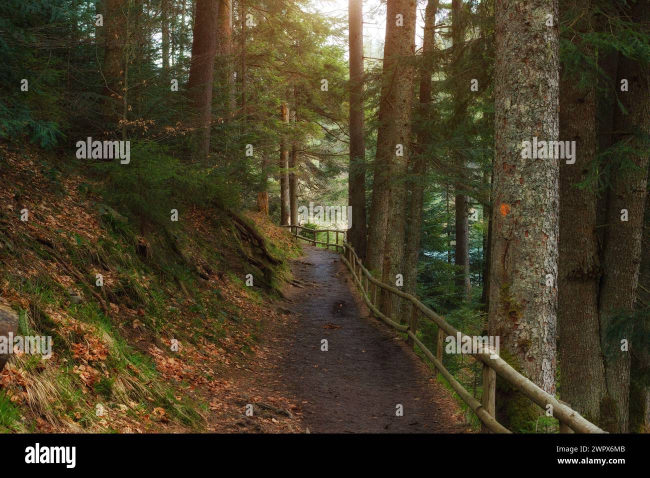 The Pathway Between Tall Evergreen Trees In National Park. Ground Road ...