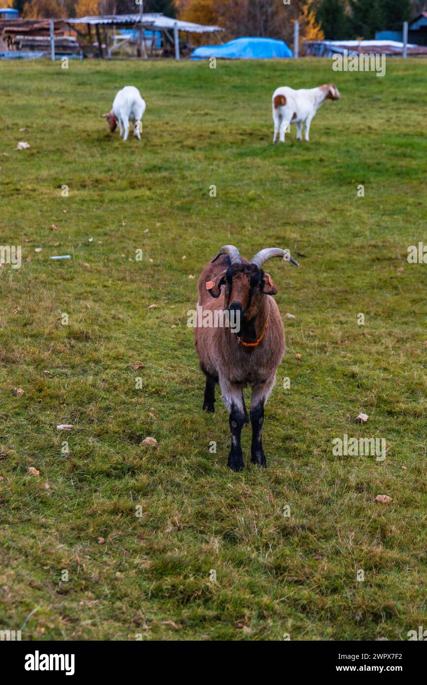 Small green glade with few goats walking and eating at cloudy afternoon ...
