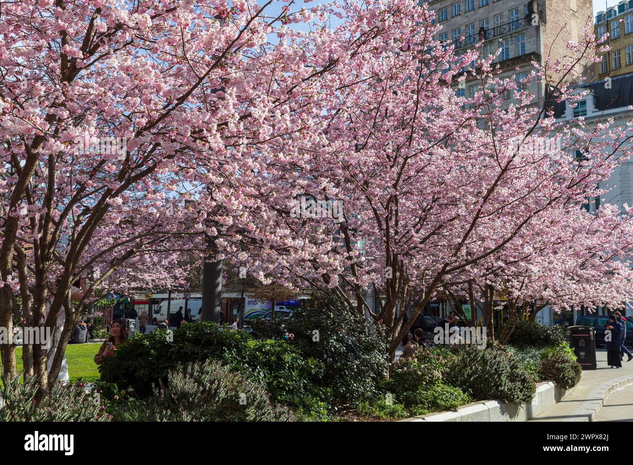 Aldgate Square, London, UK. 9th Mar 2024. Beautiful cherry blossom ...