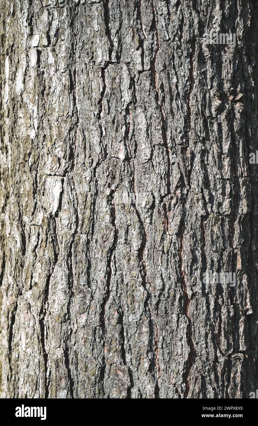 Background texture of tree bark. bark of a tree that traces cracking ...