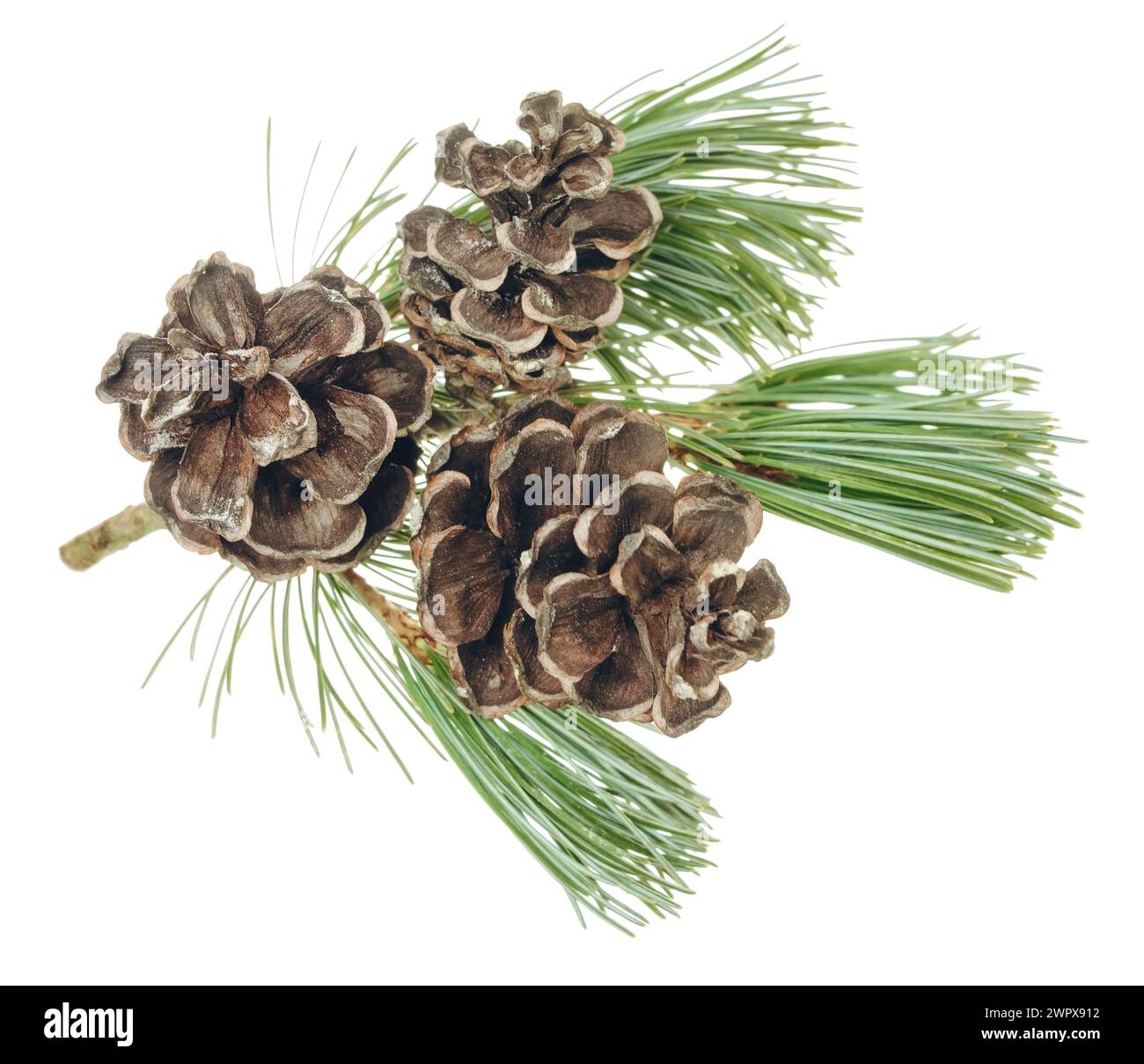 Pine evergreen rustic forest Cut Out Stock Images & Pictures - Alamy