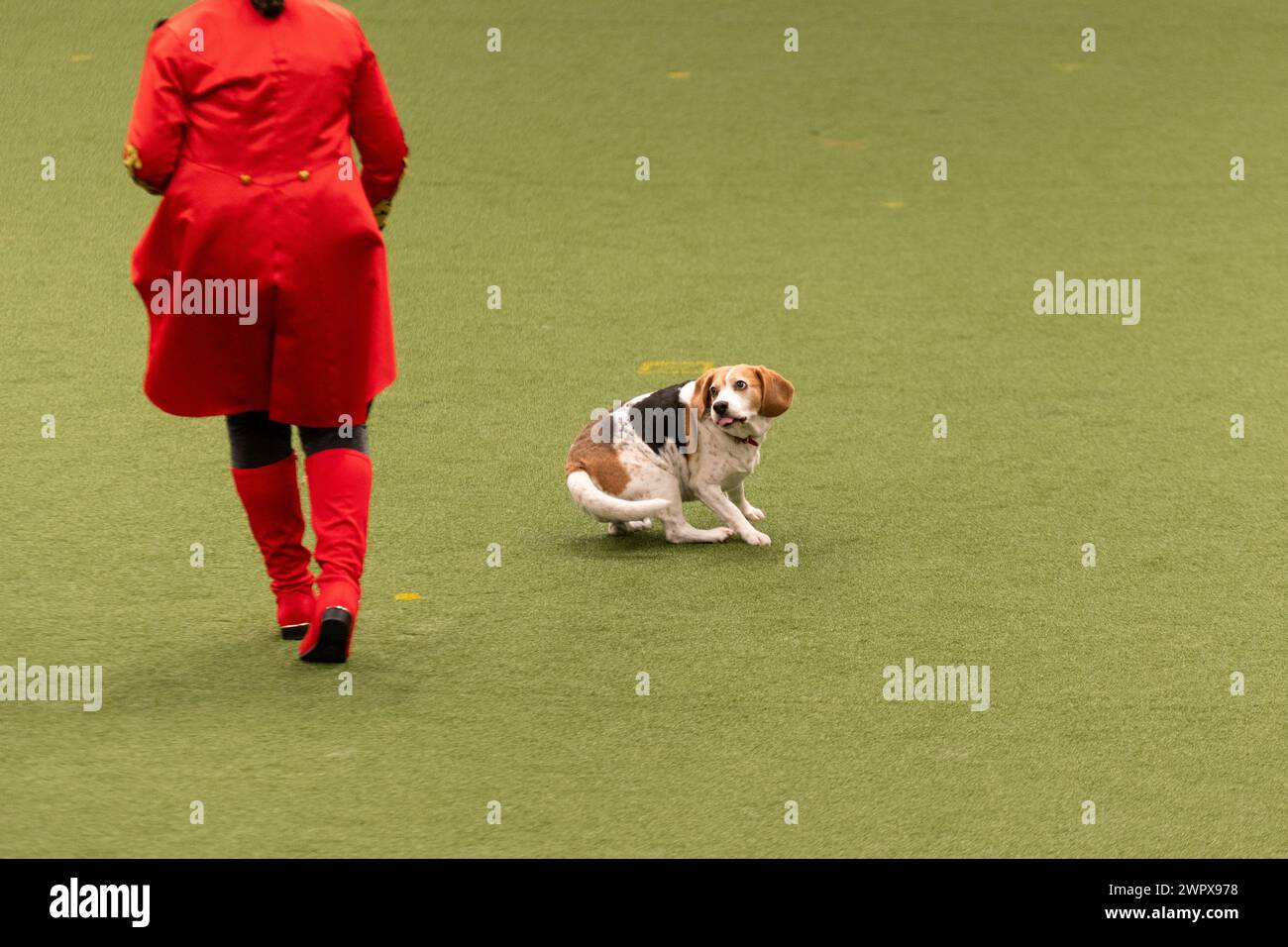 Crufts 2024 international freestyle heelwork to music switzerland hi-res stock photography and ...