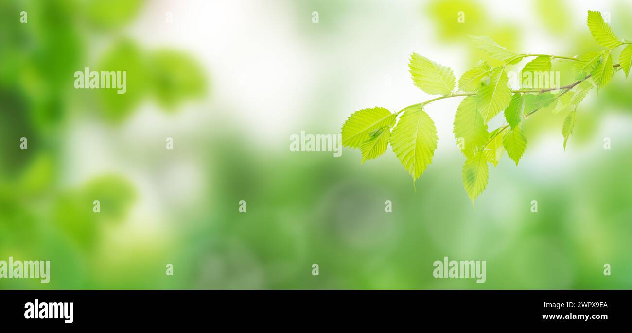 Beautiful Nature abstract Blurred Background. Beauty Green Bokeh ...