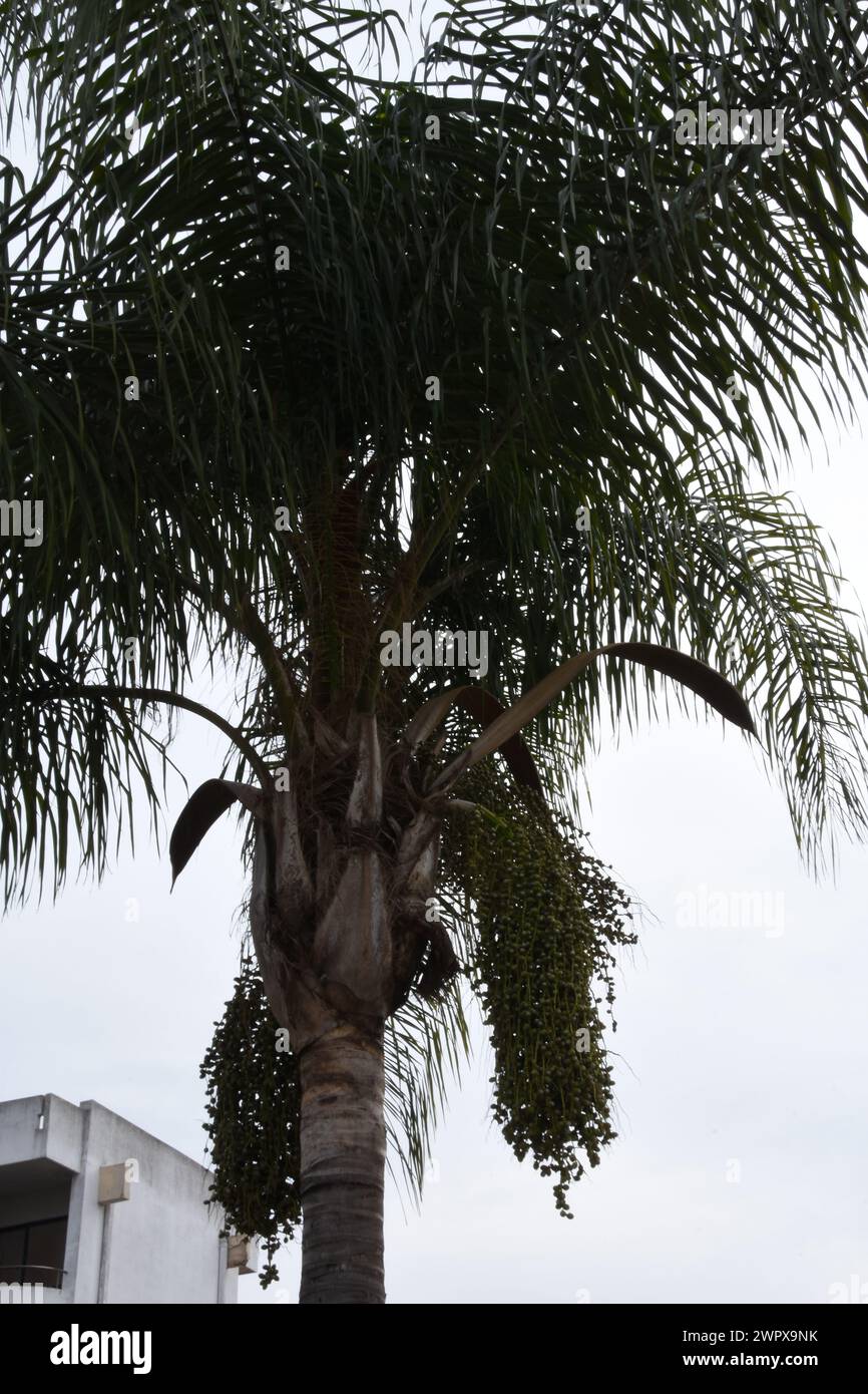 Les fruits d'un palmier à Faro, Portugal Stock Photo - Alamy