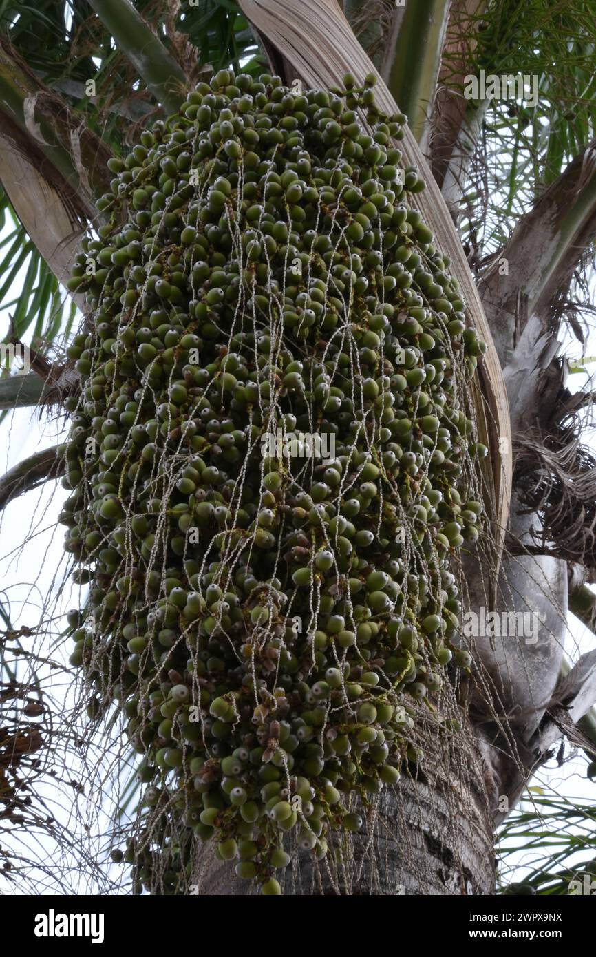 Les fruits d'un palmier à Faro, Portugal Stock Photo - Alamy